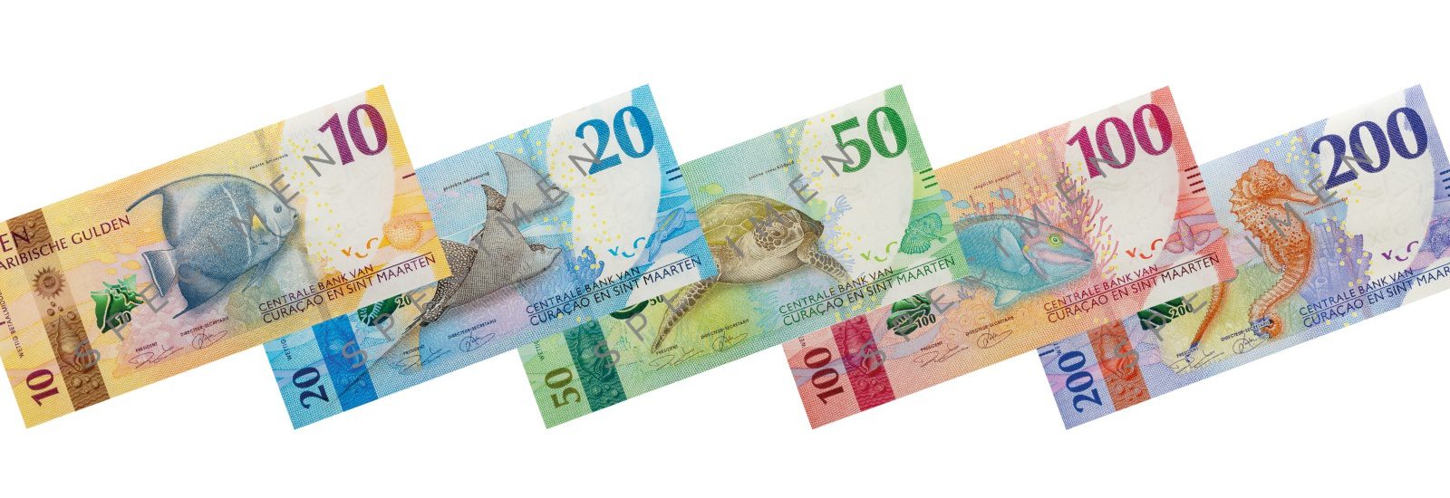 CURAÇAO – SINT MAARTEN: CBCS SPERANDO INTRODUKSHON DI FLORIN KARIBENSE ...