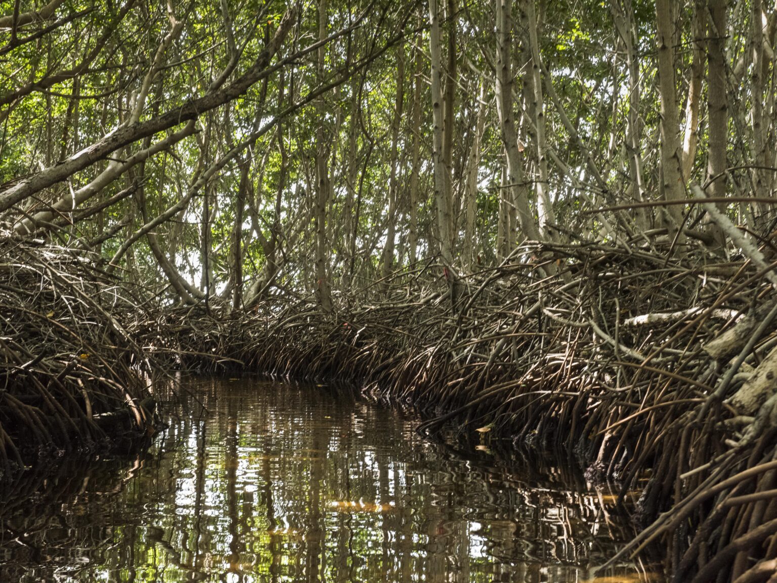 TRAHA RIBA RESISTENCIA DI ISLANAN: E TAYER DI SOLUSHON BASÀ RIBA ...